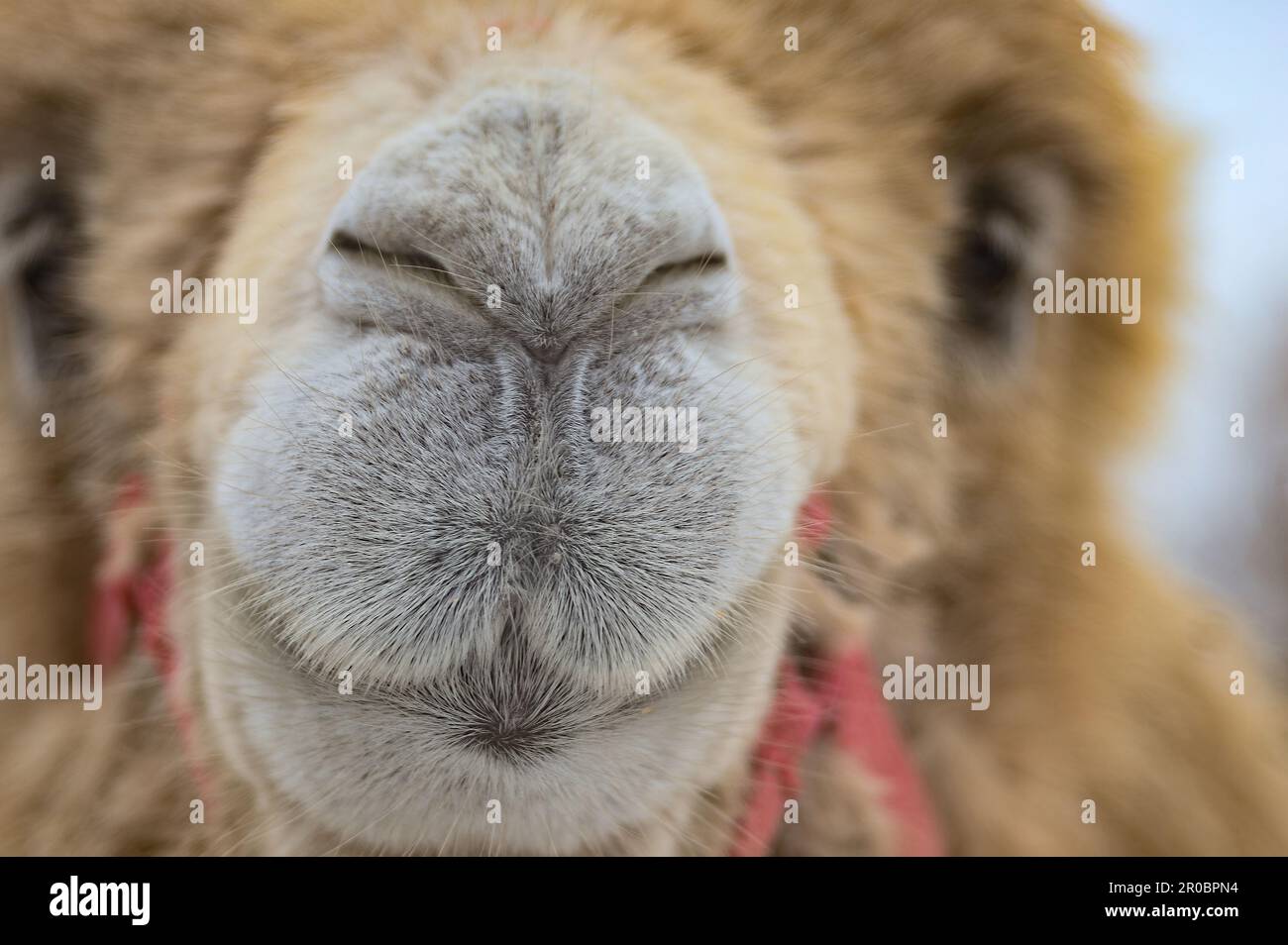 The nose of a camel in close-up. Gray and brown color Stock Photo - Alamy