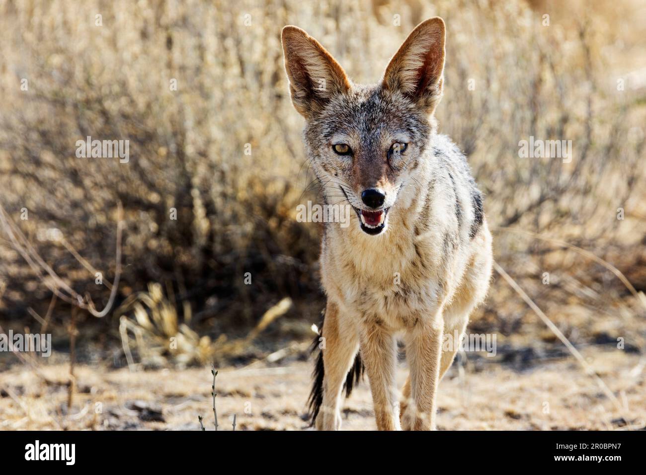 Black-Backed Jackal at Etosha National Park, Namibia, Africa Stock ...
