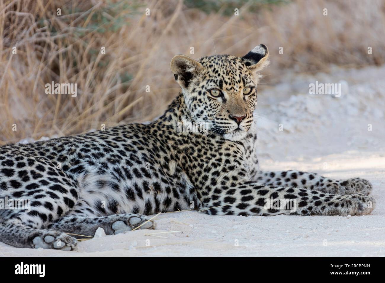 Leopard relaxing at Etosha National Park, Namibia, Africa Stock Photo ...