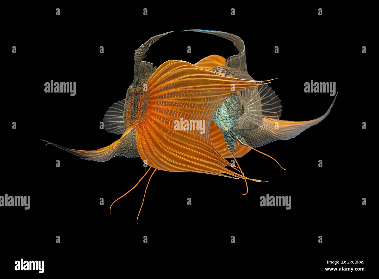 Paradise fish hi-res stock photography and images - Alamy