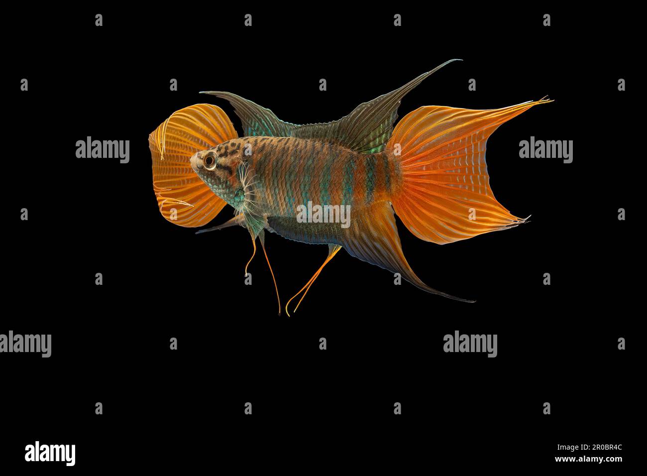 Paradise fish hi-res stock photography and images - Alamy
