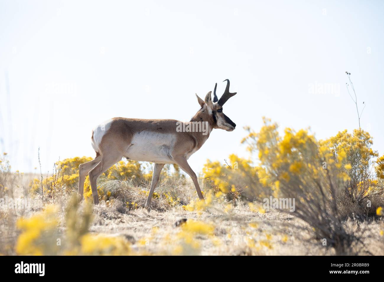 Beautiful antelope walking in the brush on Antelope Island, Utah Stock ...
