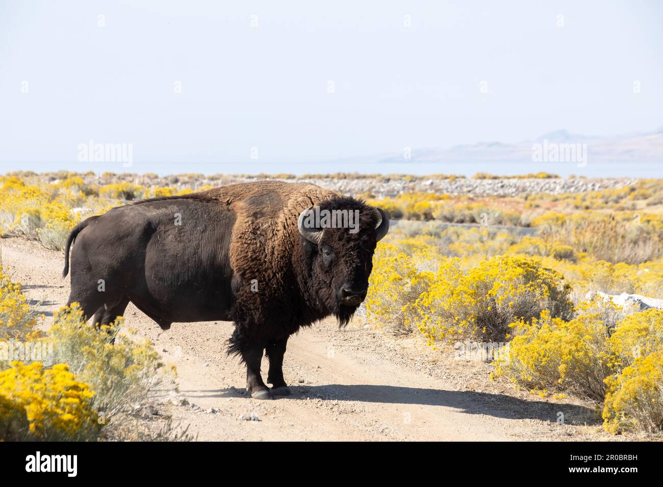 Large Buffalo on the trail in Antelope Island State Park in Utah Stock ...
