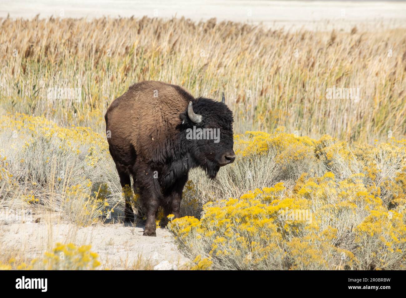 Buffalo point trail antelope island hi-res stock photography and images ...