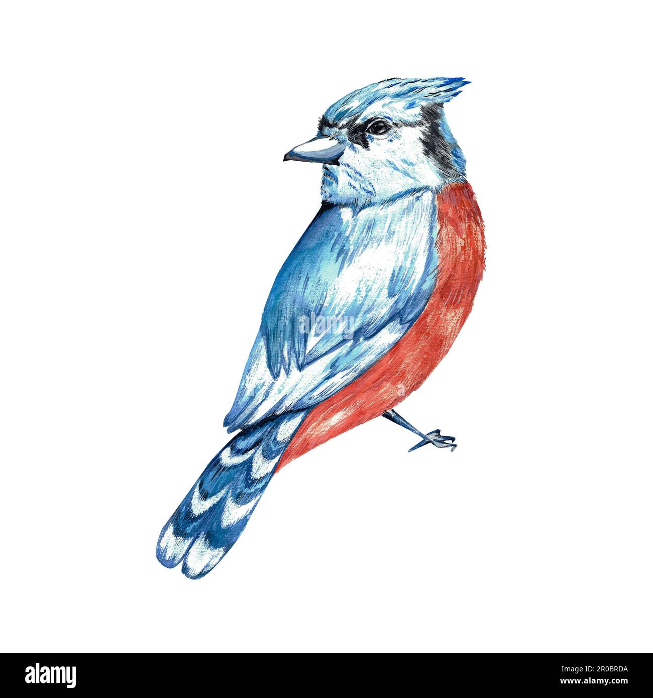 a set of watercolor elements. Forest birds, flowers, juniper, rose hips ...