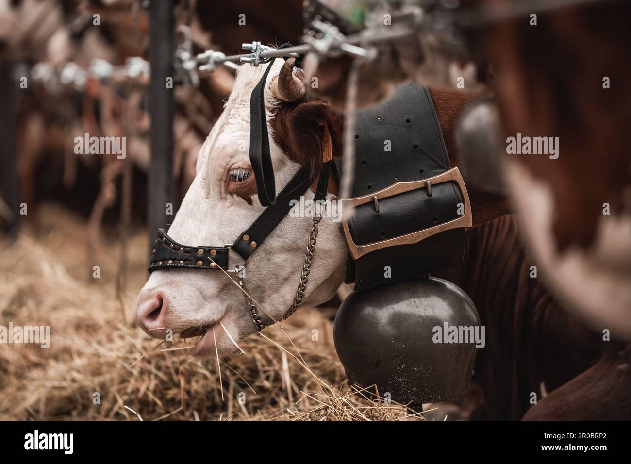 A close-up shot of a dairy cattle with a metal bell secured around its ...