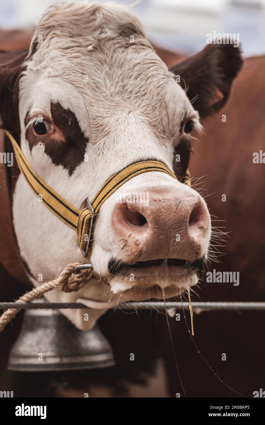A close-up shot of a dairy cattle with a metal bell secured around its ...