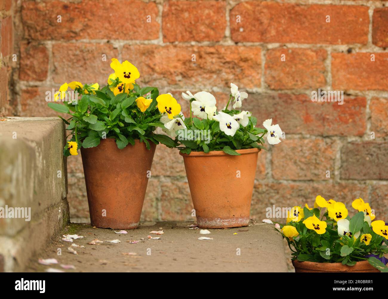 Steps growing a pot plant hi-res stock photography and images - Alamy