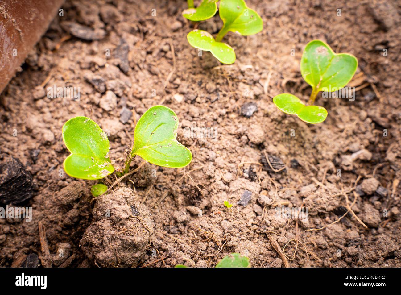 Radish Seeds Growing