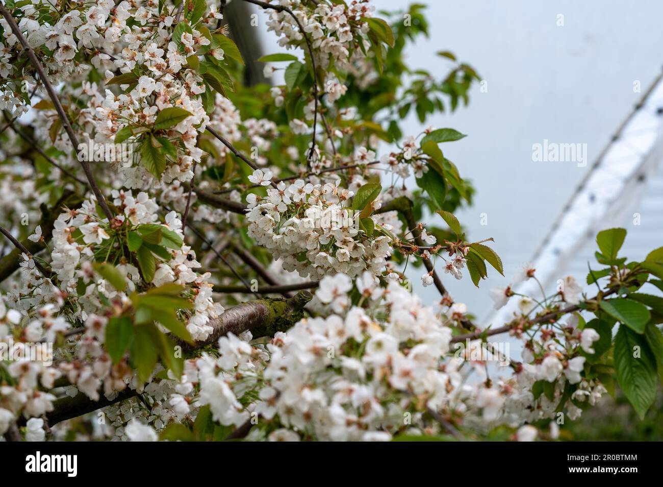 Cherry trees in full bloom in Germany. Orchard covered by a protection ...