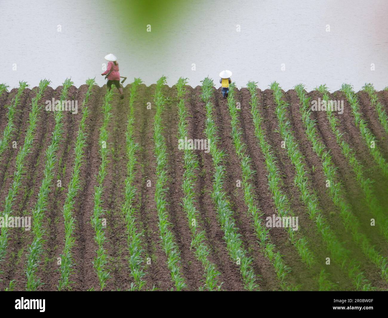 Dazhou, China. 08th May, 2023. DAZHOU, CHINA - MAY 8, 2023 - Farmers ...