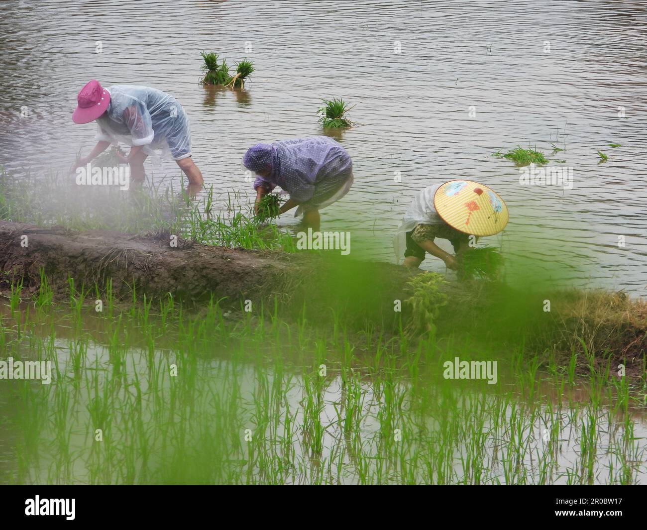Dazhou, China. 08th May, 2023. DAZHOU, CHINA - MAY 8, 2023 - Farmers ...
