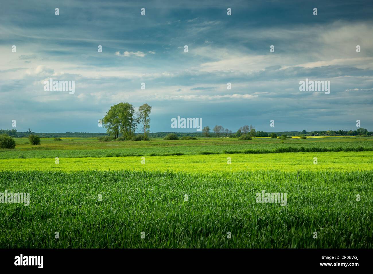 Tree trees horizon cloud hi-res stock photography and images - Alamy