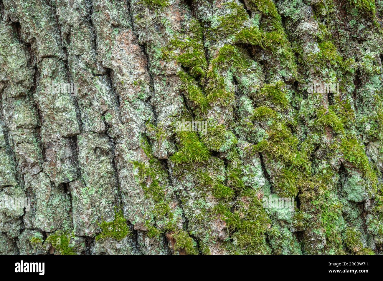 Bark moss mossy tree hi-res stock photography and images - Alamy