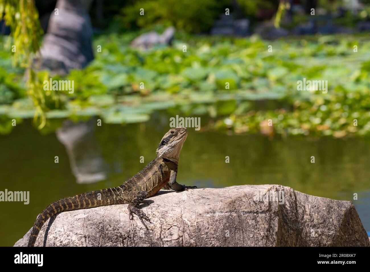 An Eastern Water Dragon, (Physignathus lesueurii lesueuriii) basking in ...