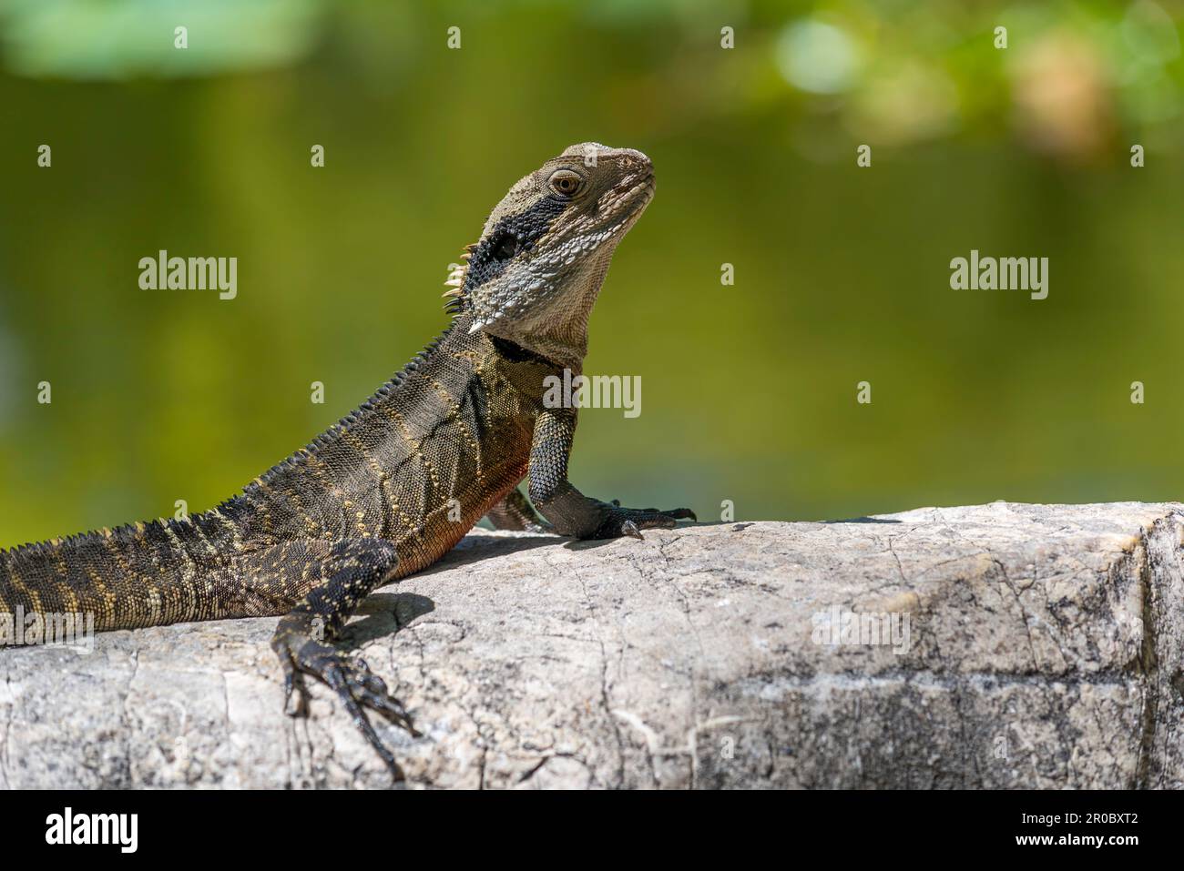 An Eastern Water Dragon, (Physignathus lesueurii lesueuriii) basking in ...