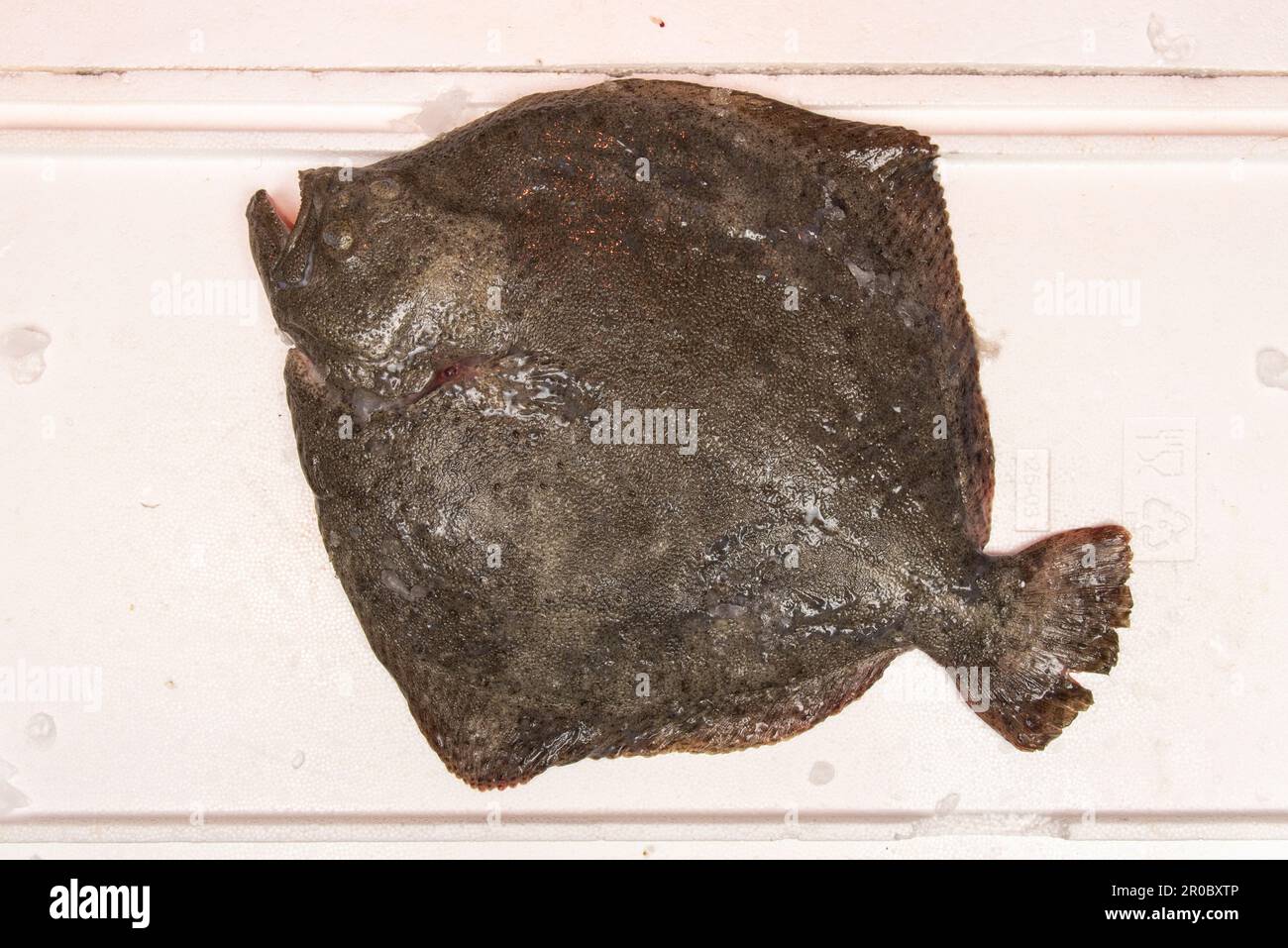 Turbot is not a subspecies. Its body is rhomboid, almost circular, with ...