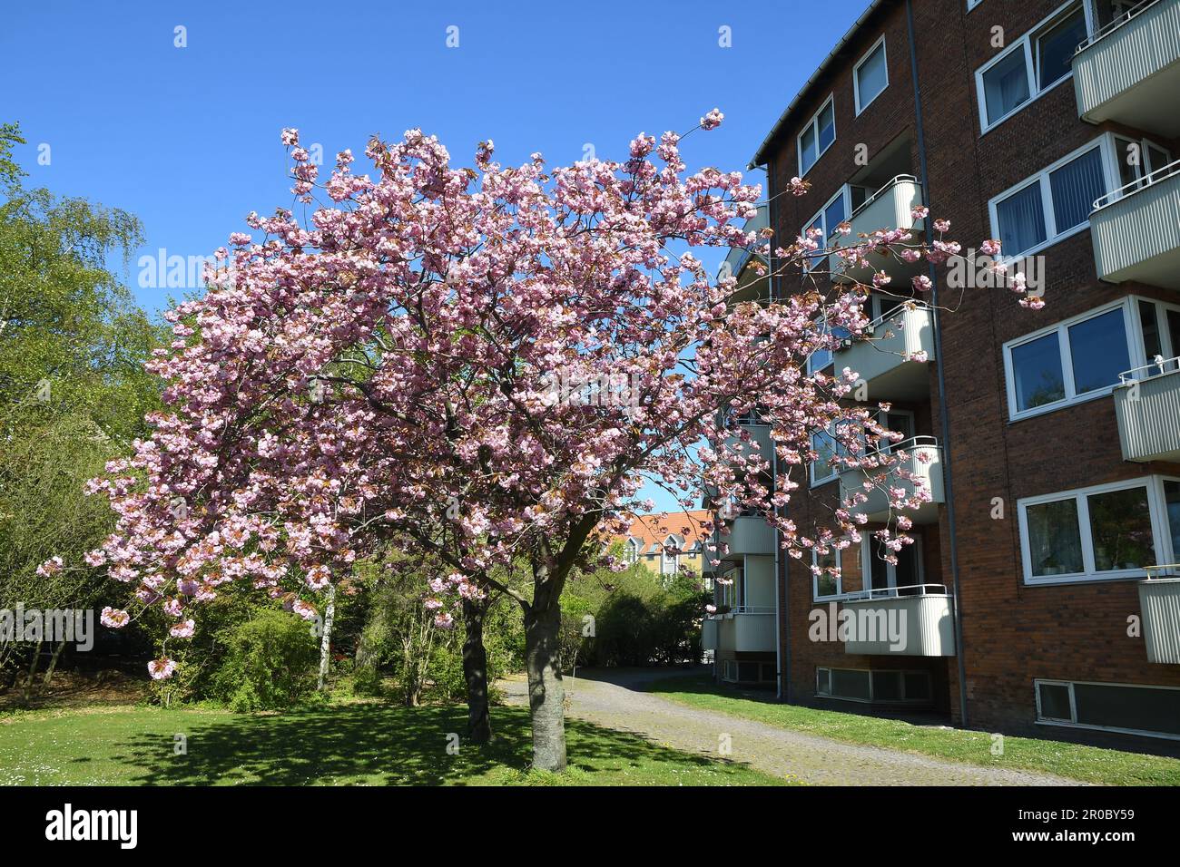 Copenhagen /Denmark/08 May 2023/ Cherry blossom flowers in danis ...