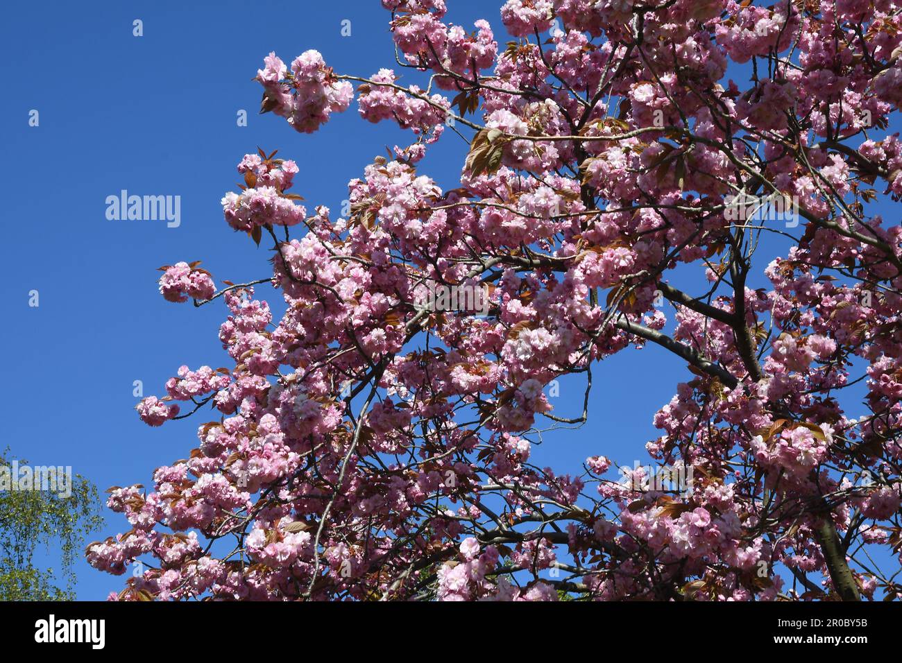Copenhagen /Denmark/08 May 2023/ Cherry blossom flowers in danis ...