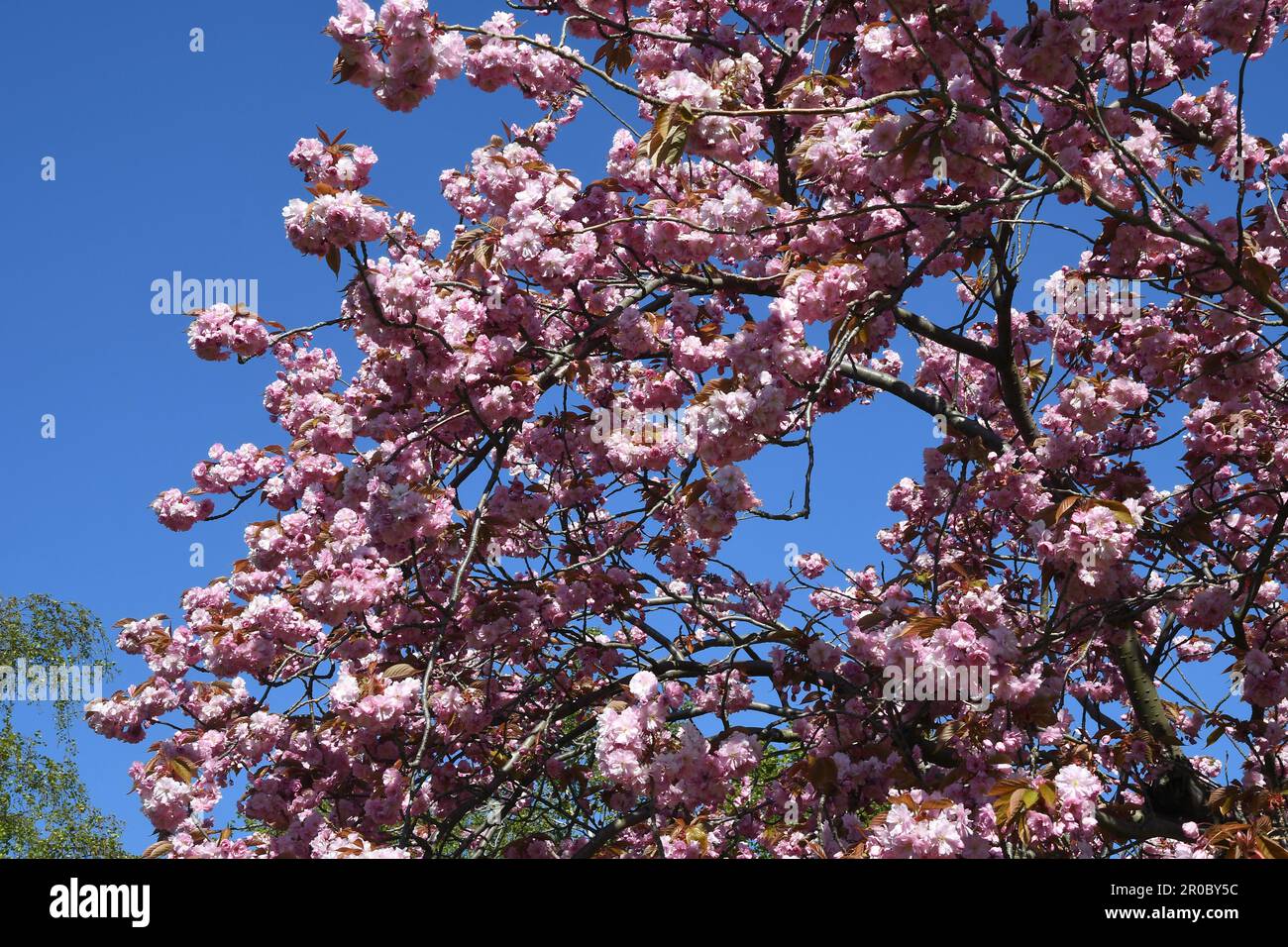 Copenhagen /Denmark/08 May 2023/ Cherry blossom flowers in danis ...