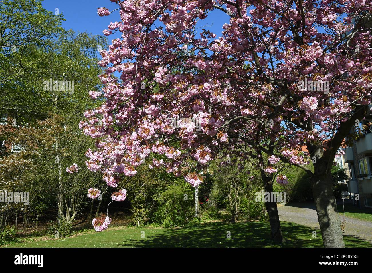 Copenhagen /Denmark/08 May 2023/ Cherry blossom flowers in danis ...