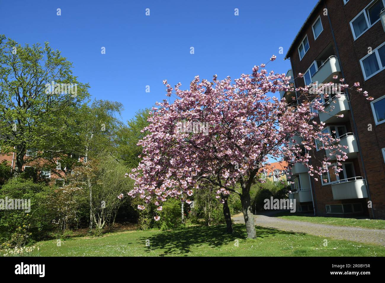 Copenhagen /Denmark/08 May 2023/ Cherry blossom flowers in danis ...