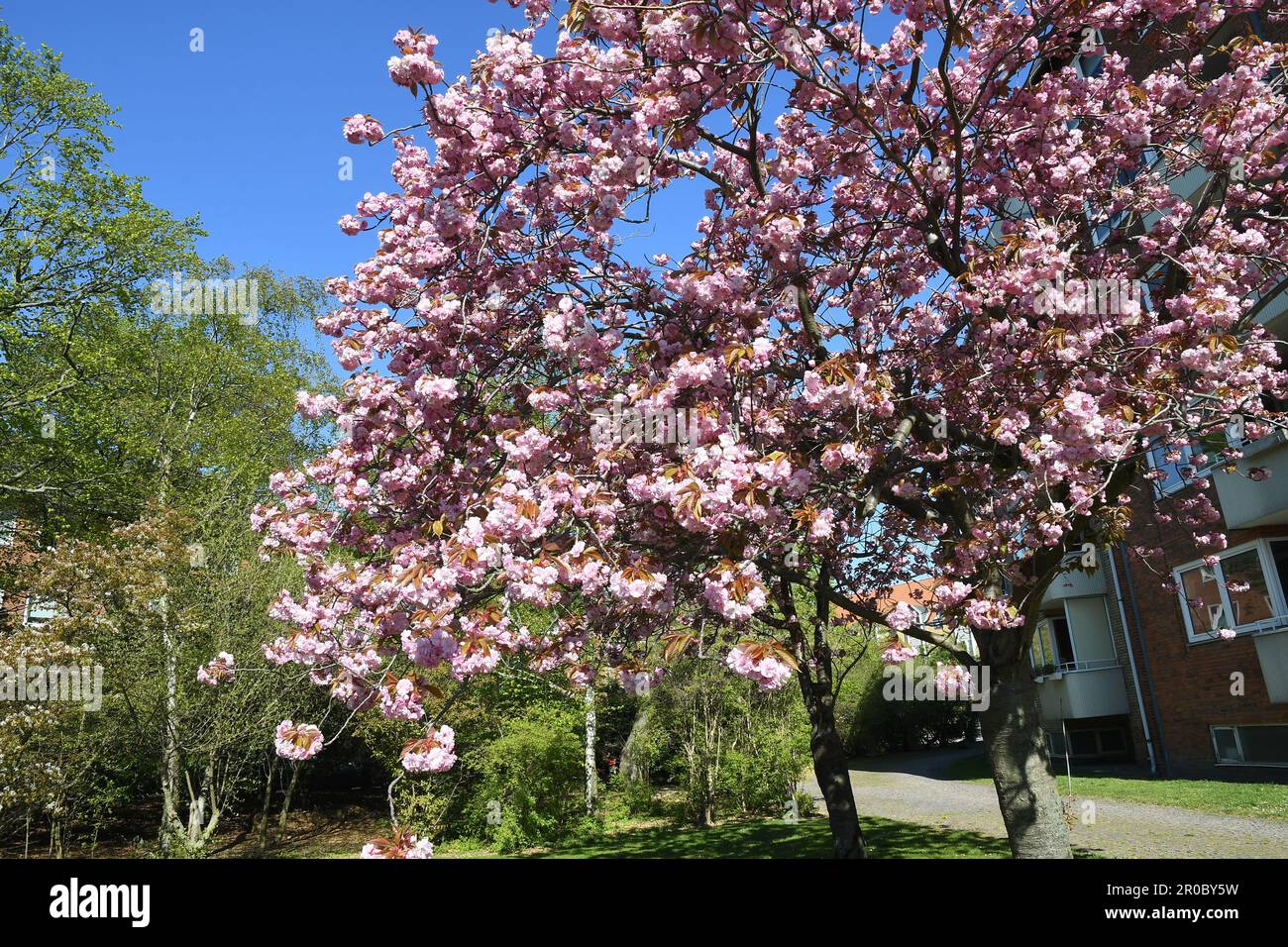 Copenhagen /Denmark/08 May 2023/ Cherry blossom flowers in danis ...