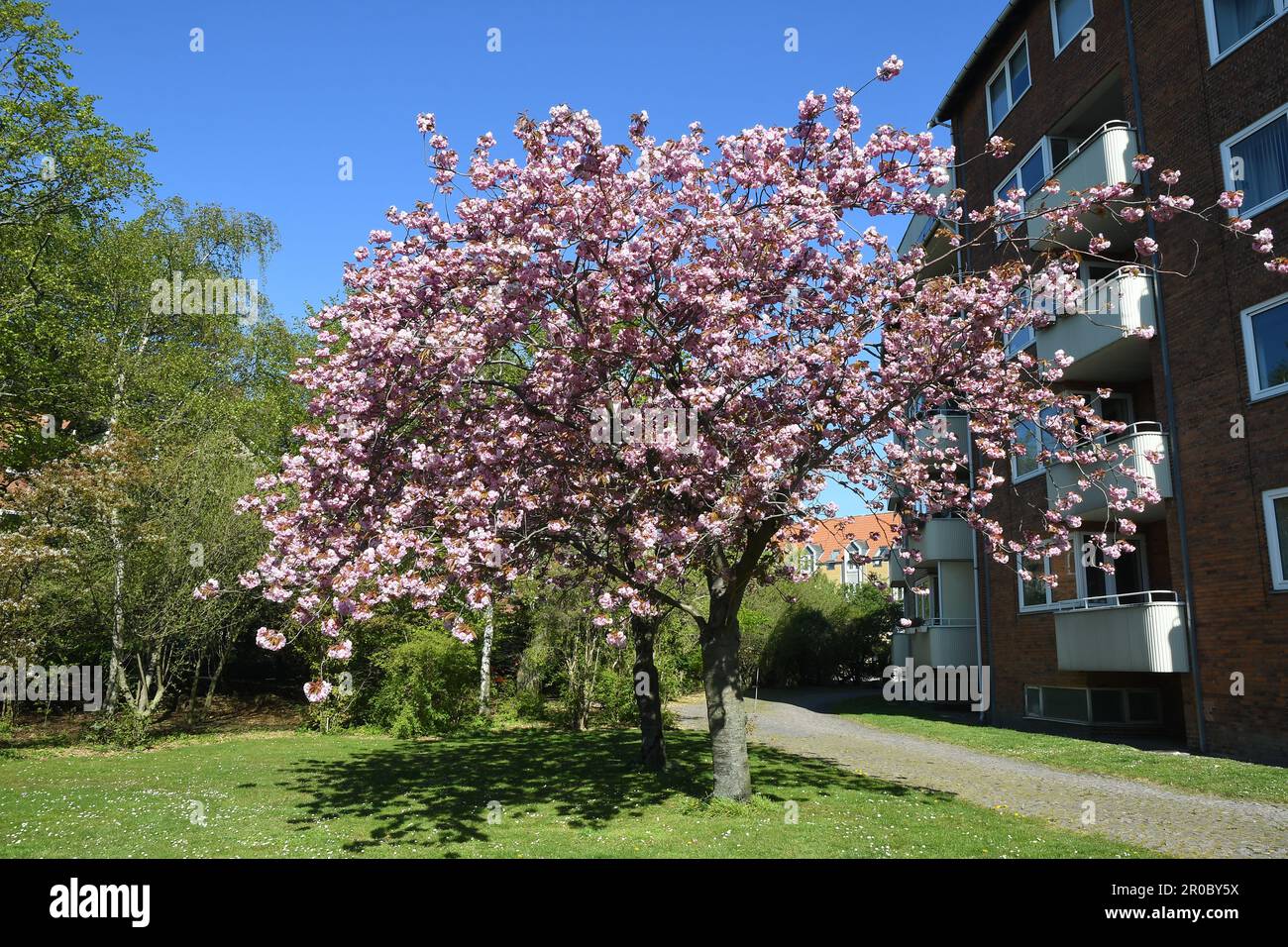 Copenhagen /Denmark/08 May 2023/ Cherry blossom flowers in danis ...