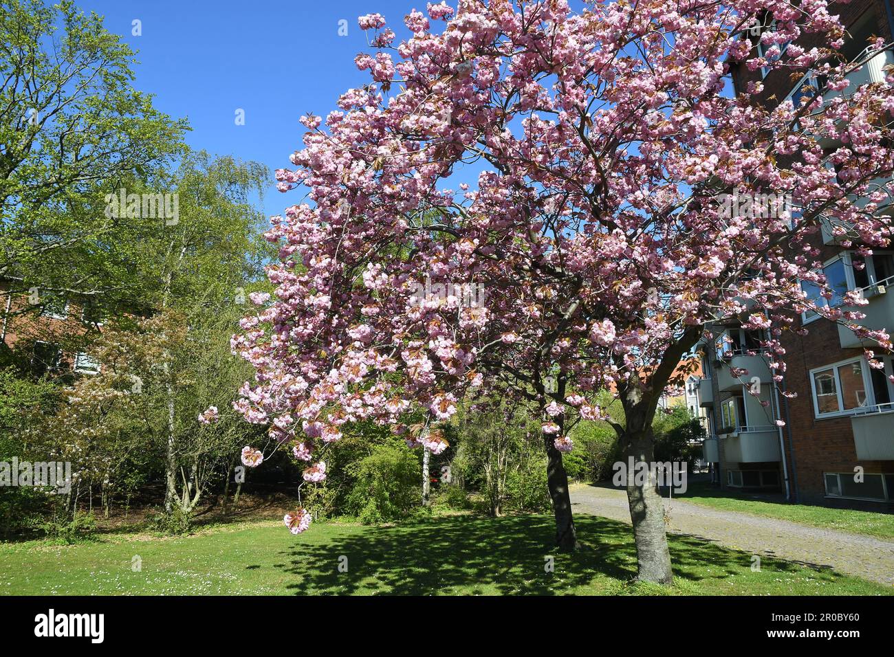 Copenhagen /Denmark/08 May 2023/ Cherry blossom flowers in danis ...
