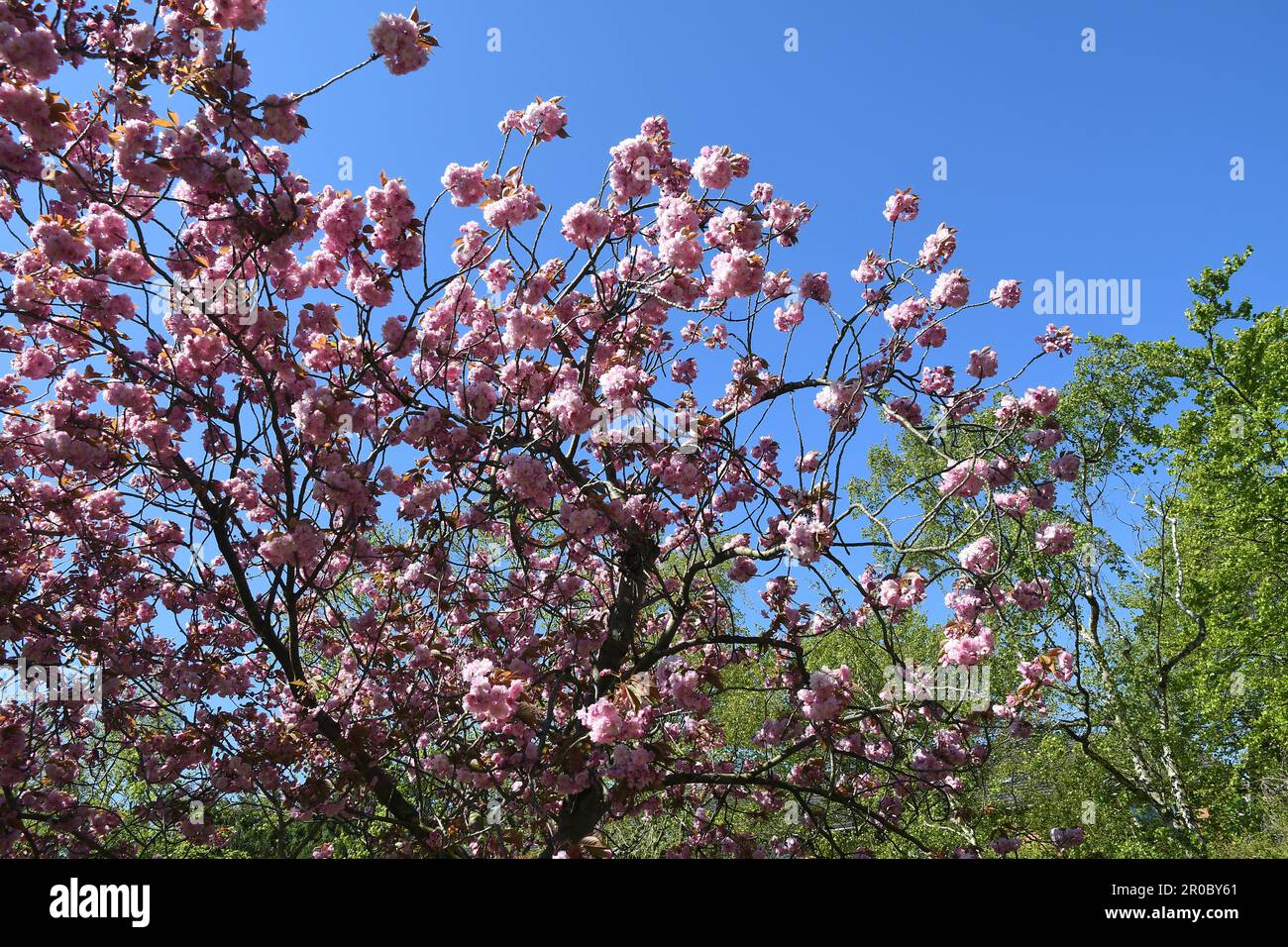 Copenhagen /Denmark/08 May 2023/ Cherry blossom flowers in danis ...