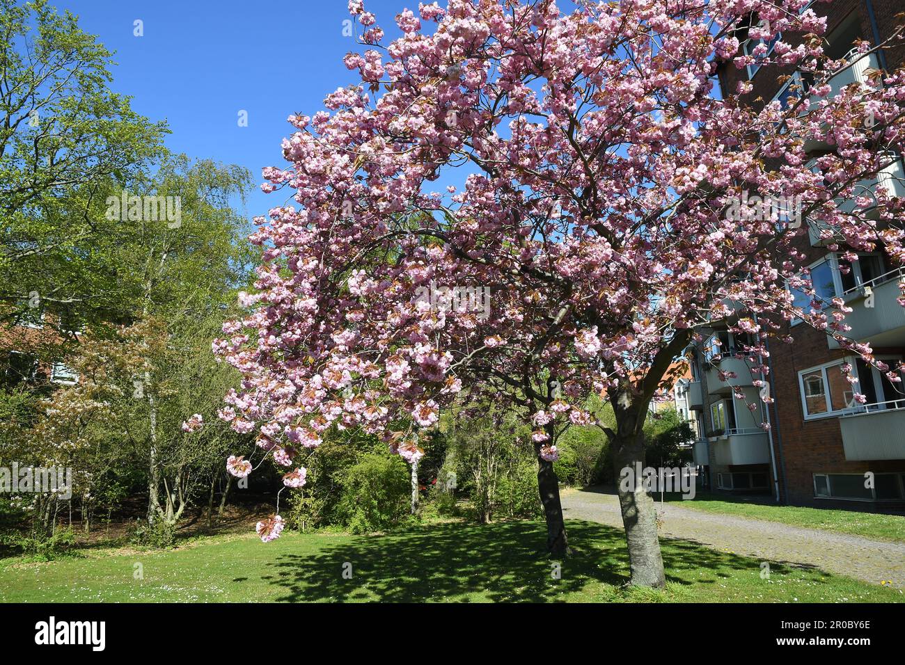 Copenhagen /Denmark/08 May 2023/ Cherry blossom flowers in danis ...