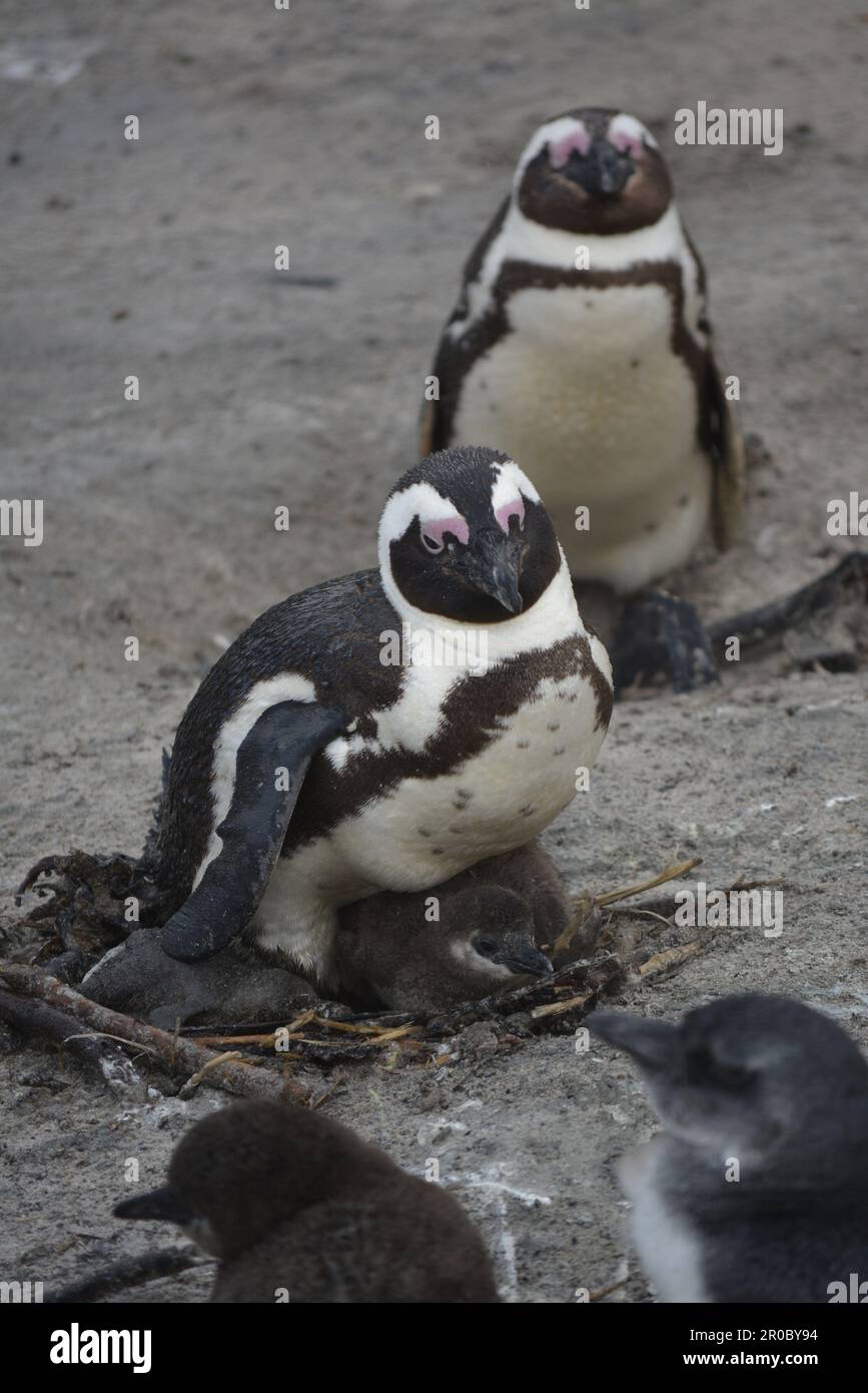 Penguins in South Africa Stock Photo - Alamy