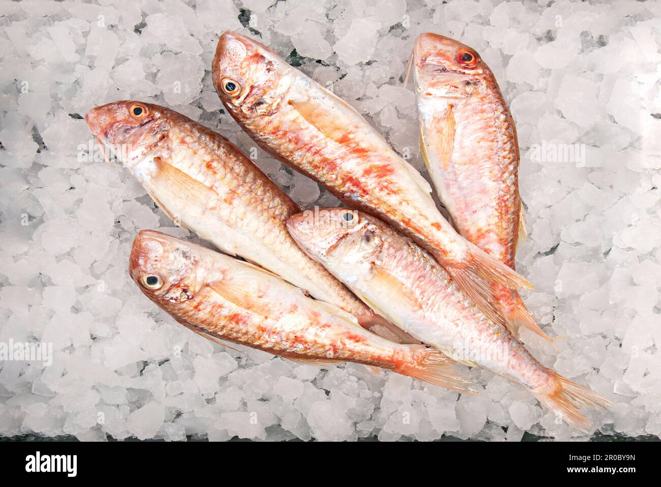 Family mullidae hi-res stock photography and images - Alamy