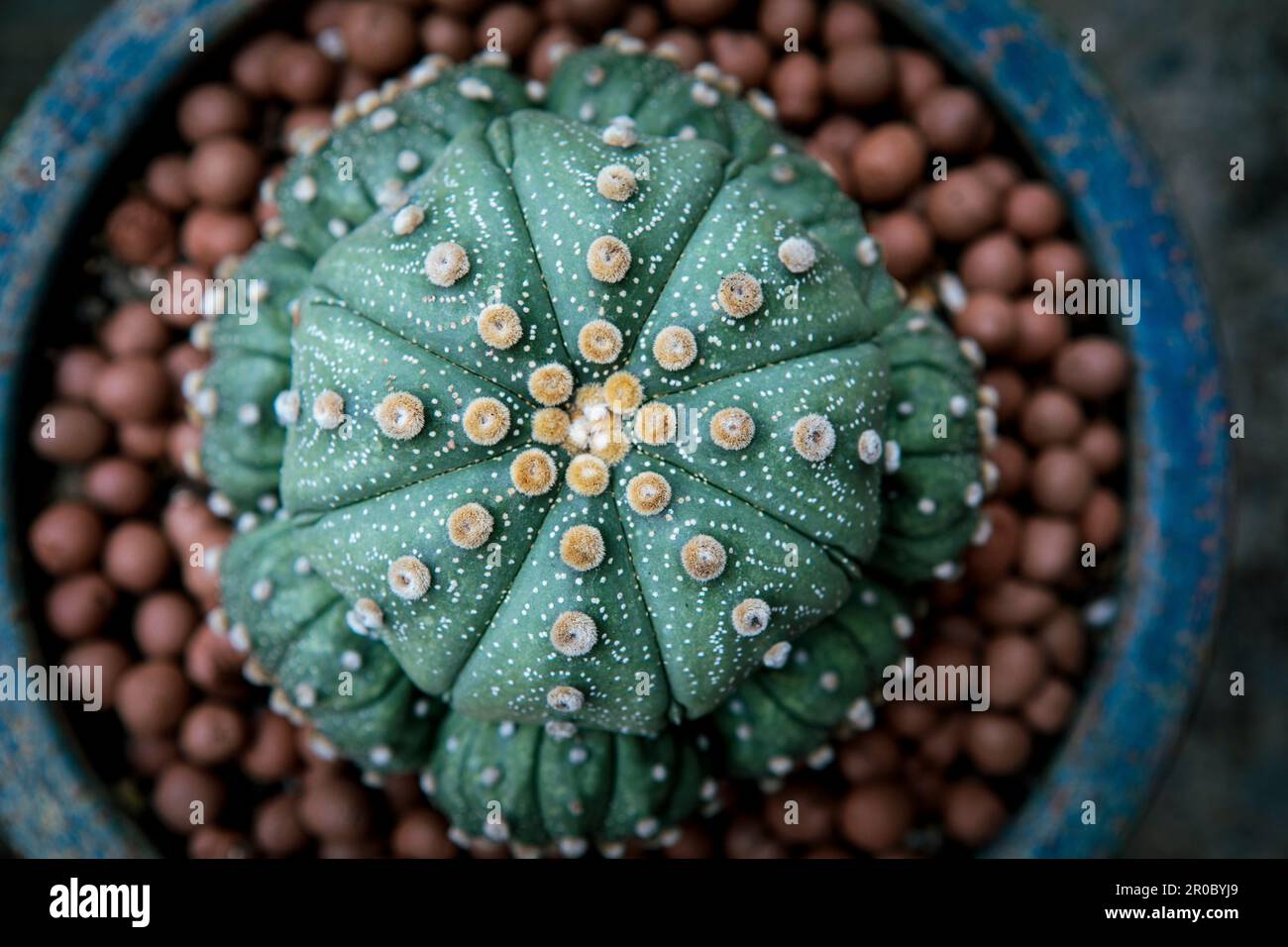 Astro cactus hi-res stock photography and images - Alamy