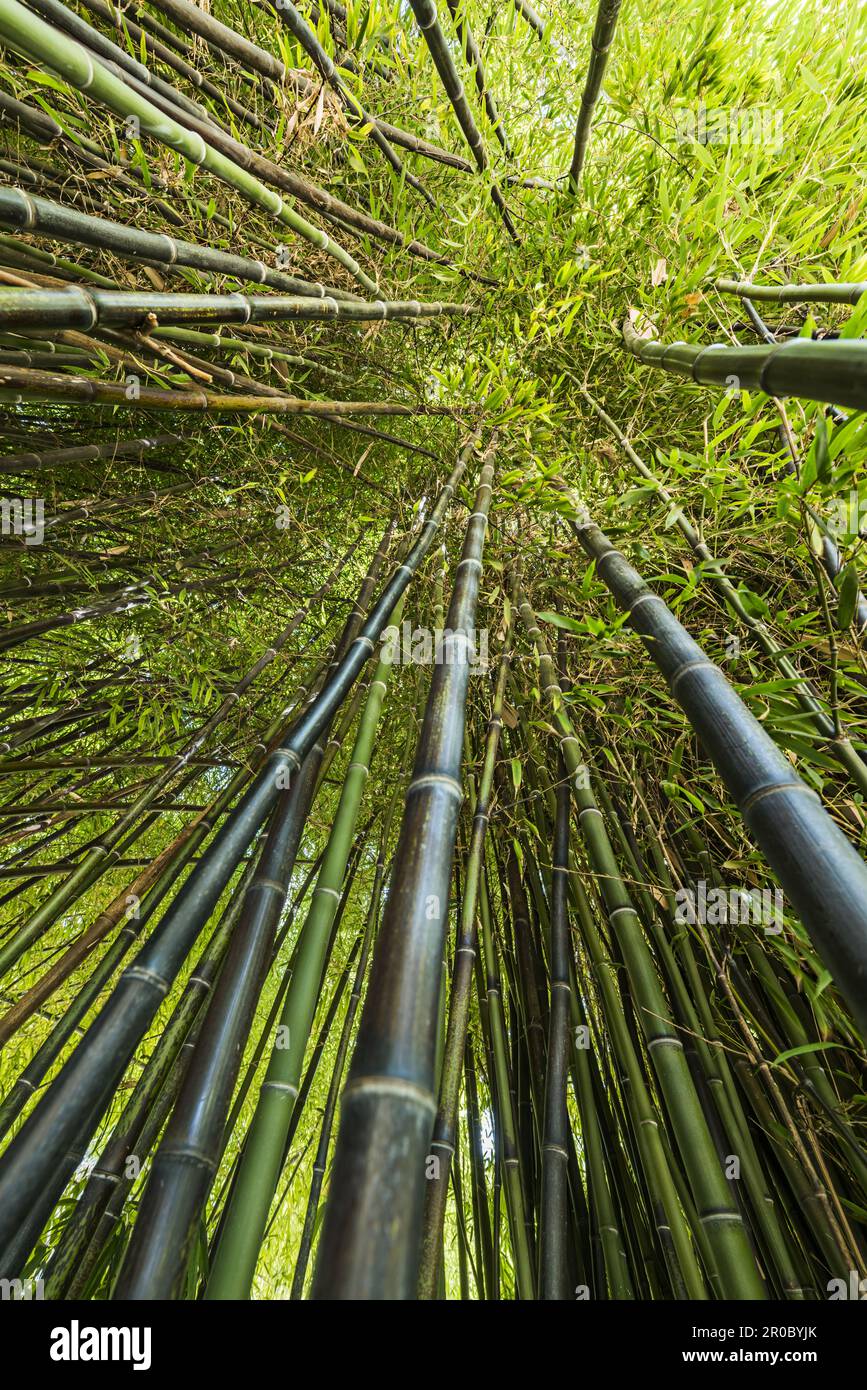 Bamboo tree seedling growing hi-res stock photography and images - Alamy