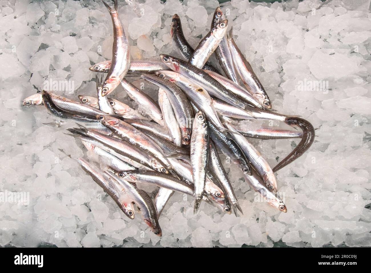 The anchovy like the sardine, but smaller, which abounds in the ...