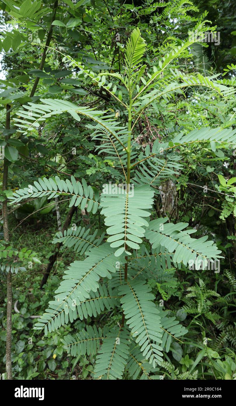 Vertical view of a growing Vegetable Hummingbird plant (Sesbania ...