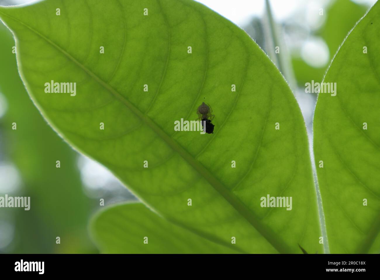 A tiny white spider with a captured insect is hiding on the underside ...