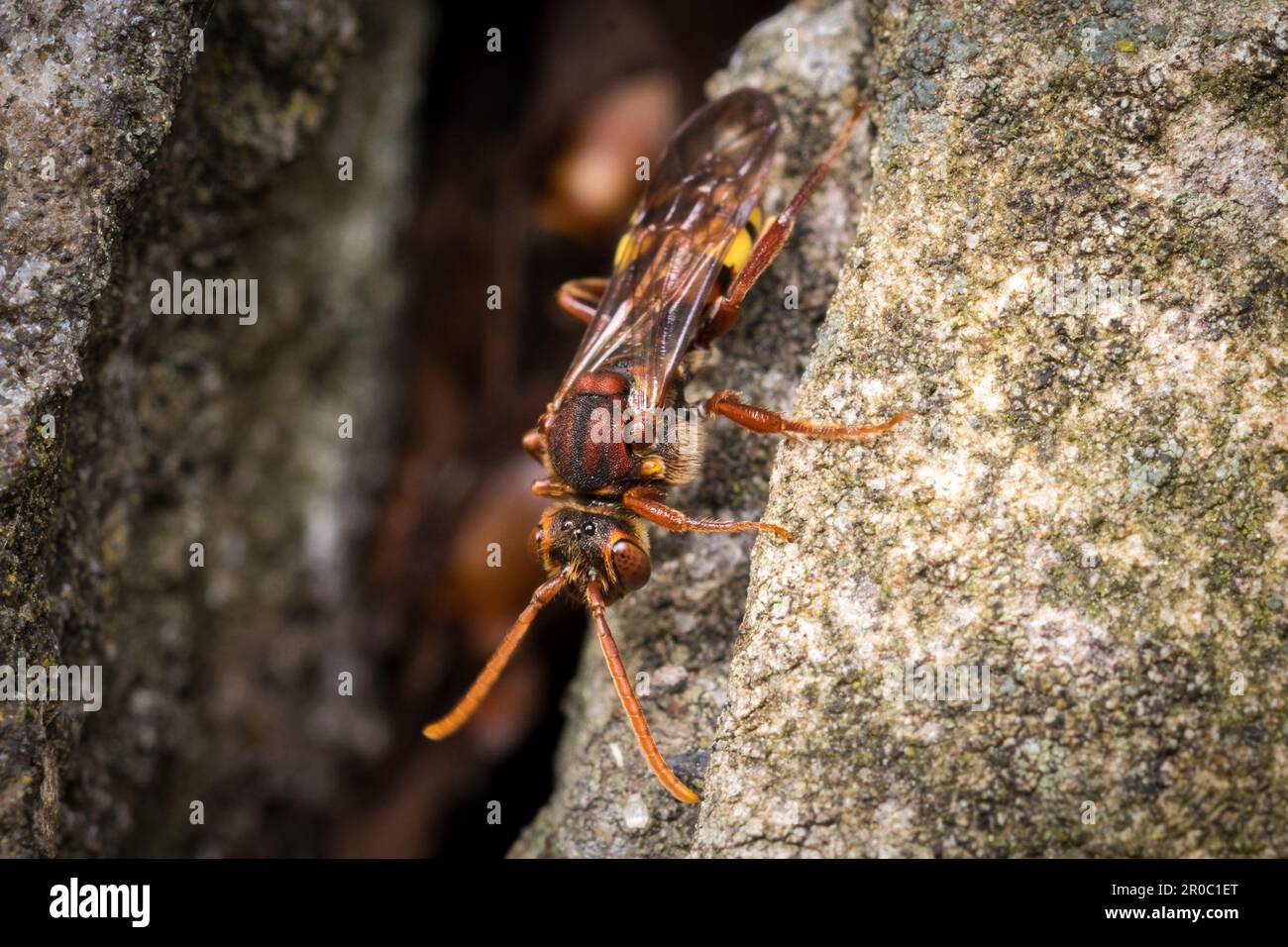 A female flavous nomad bee (Nomada flava). Taken at Bishopwearmouth ...