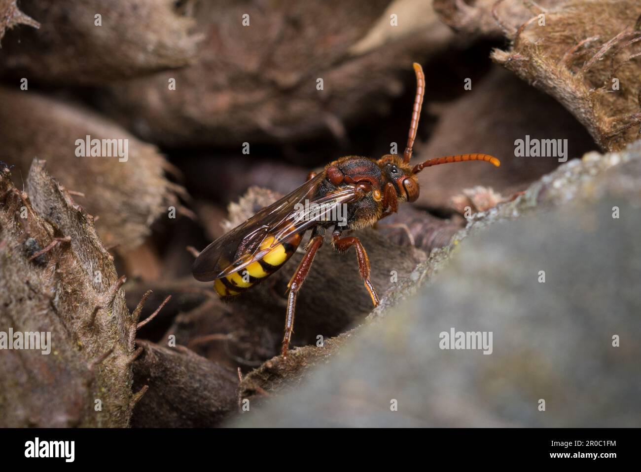 A female flavous nomad bee (Nomada flava). Taken at Bishopwearmouth ...