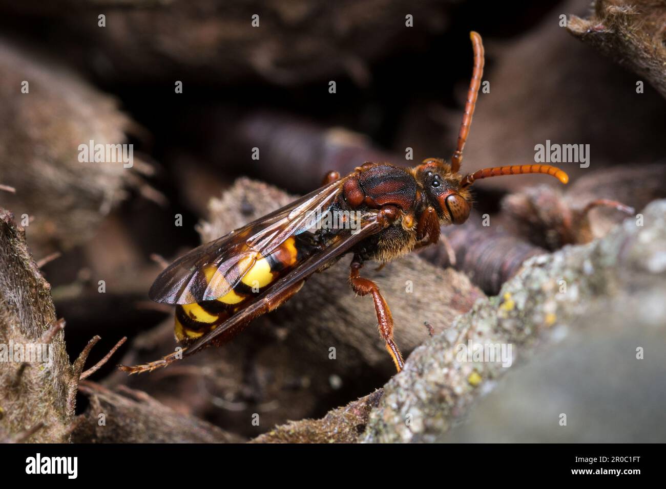 A female flavous nomad bee (Nomada flava). Taken at Bishopwearmouth ...