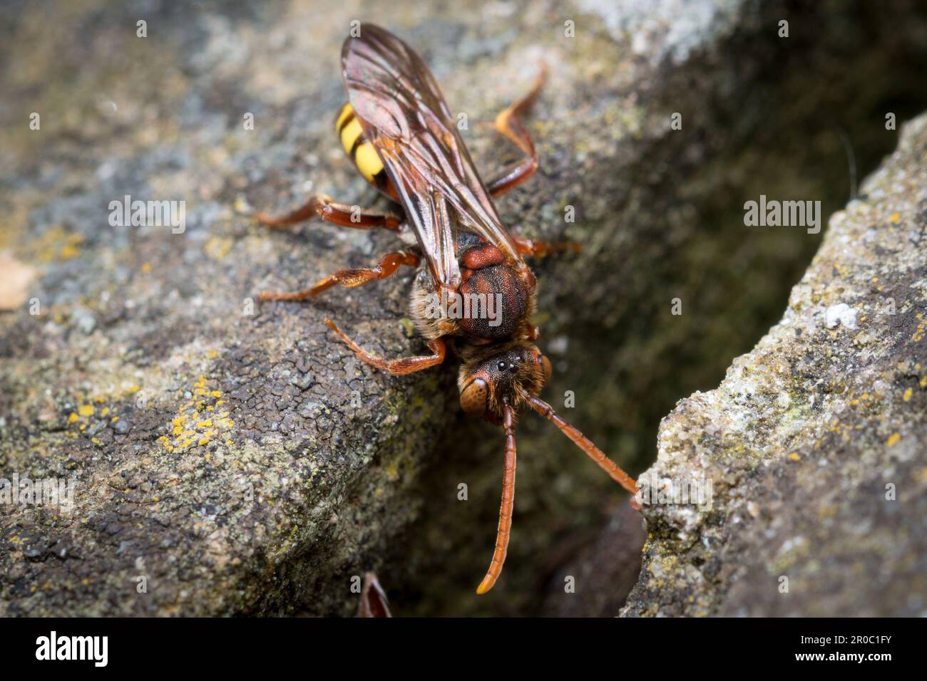 A female flavous nomad bee (Nomada flava). Taken at Bishopwearmouth ...