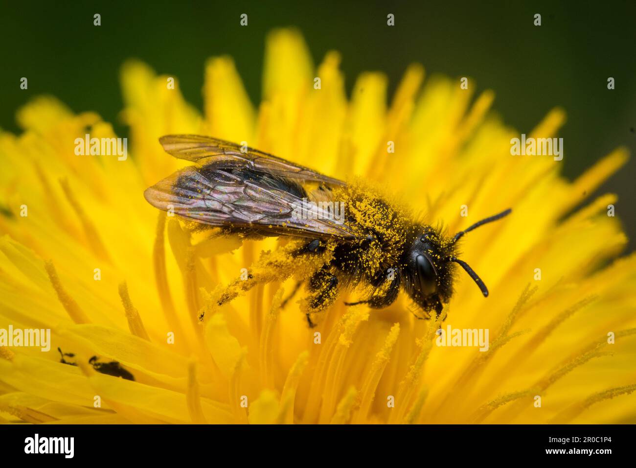 A solitary bee gathering pollen from a dandelion. Tunstall Hills ...