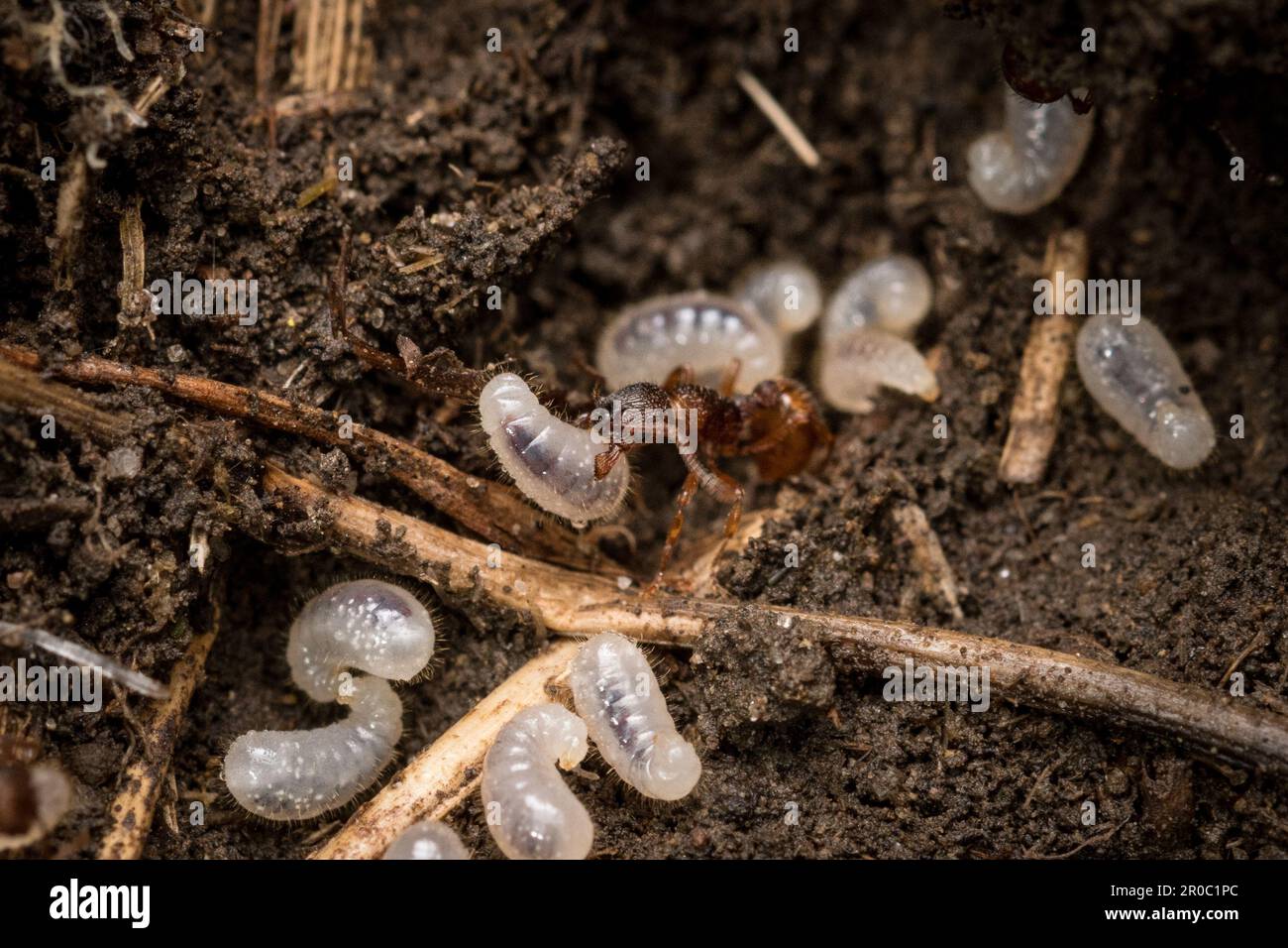 View inside a red ant nest, taken at Tunstall Hills, Sunderland, North ...