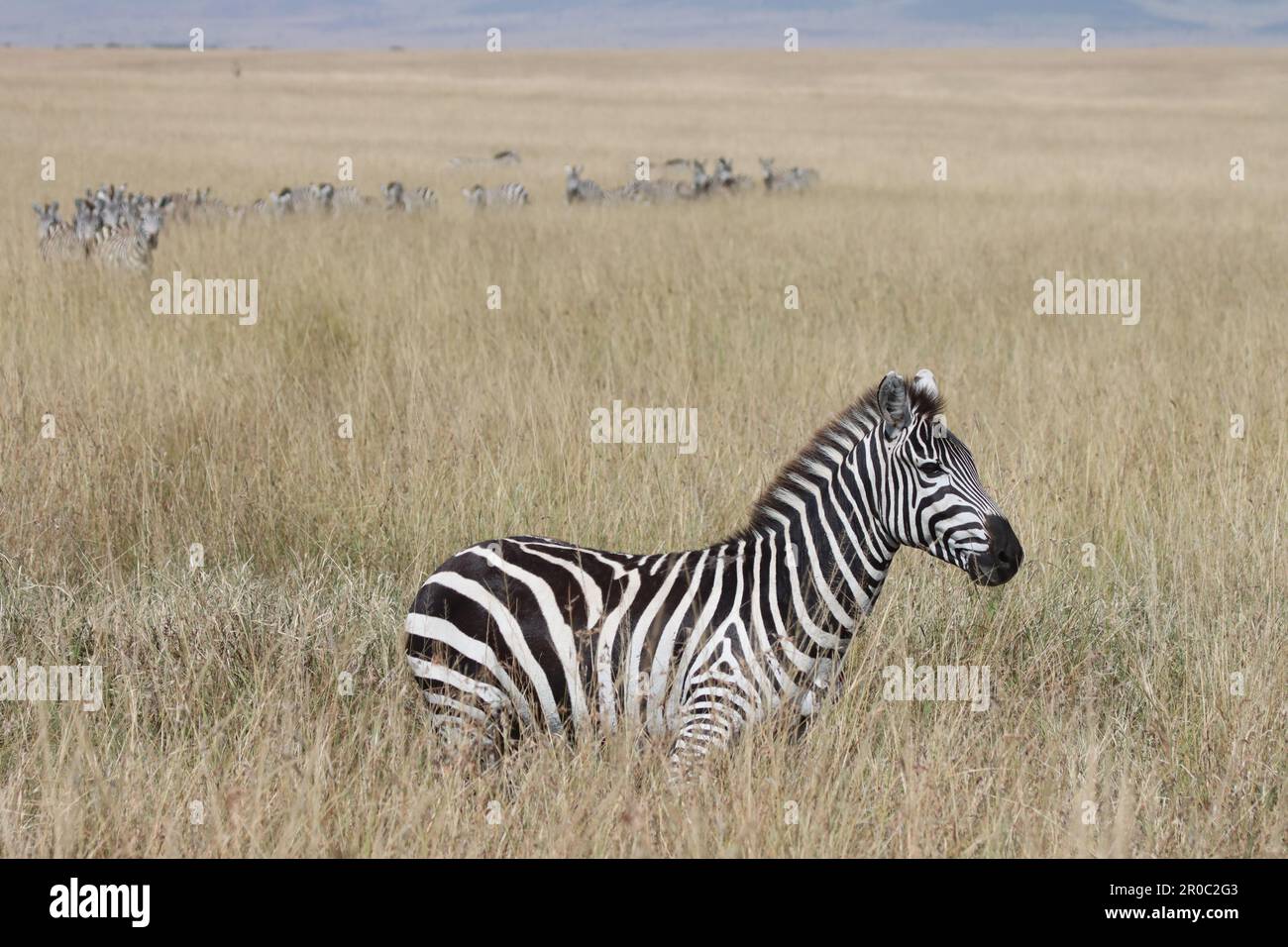 Zebra on masai mara hi-res stock photography and images - Alamy