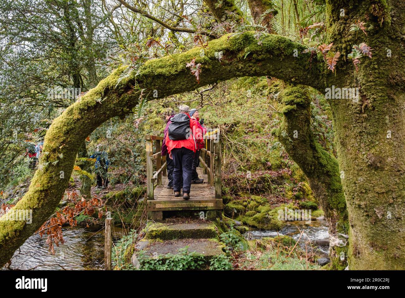 Group of walkers on a footbridge crossing a woodland stream in Cwm ...