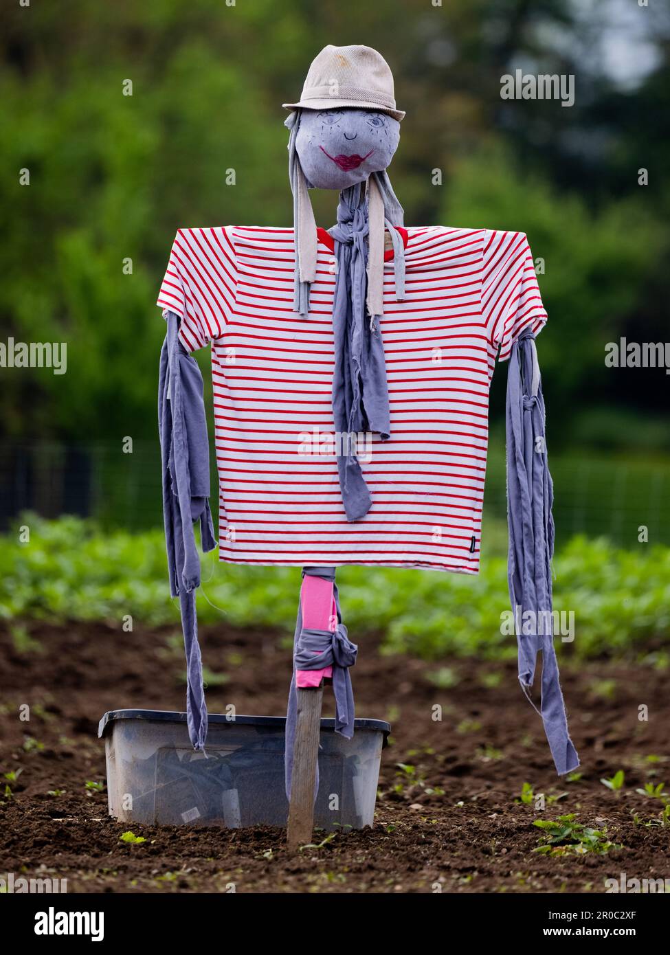 Cologne, Germany. 08th May, 2023. A scarecrow guards a fruit and vegetable garden on an Urban ...