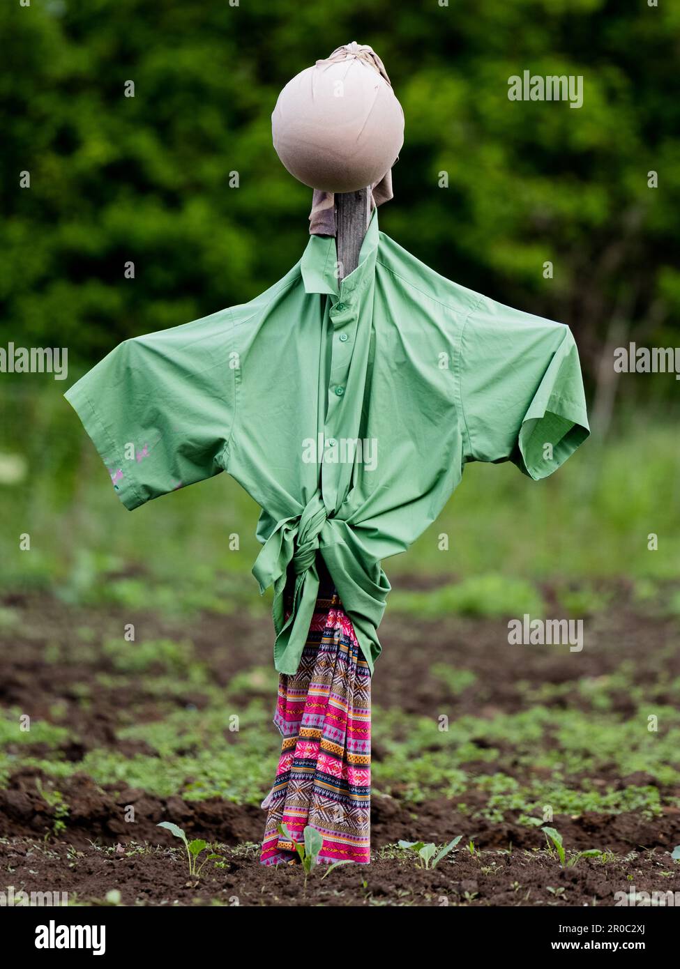 Vegetable guards hi-res stock photography and images - Alamy