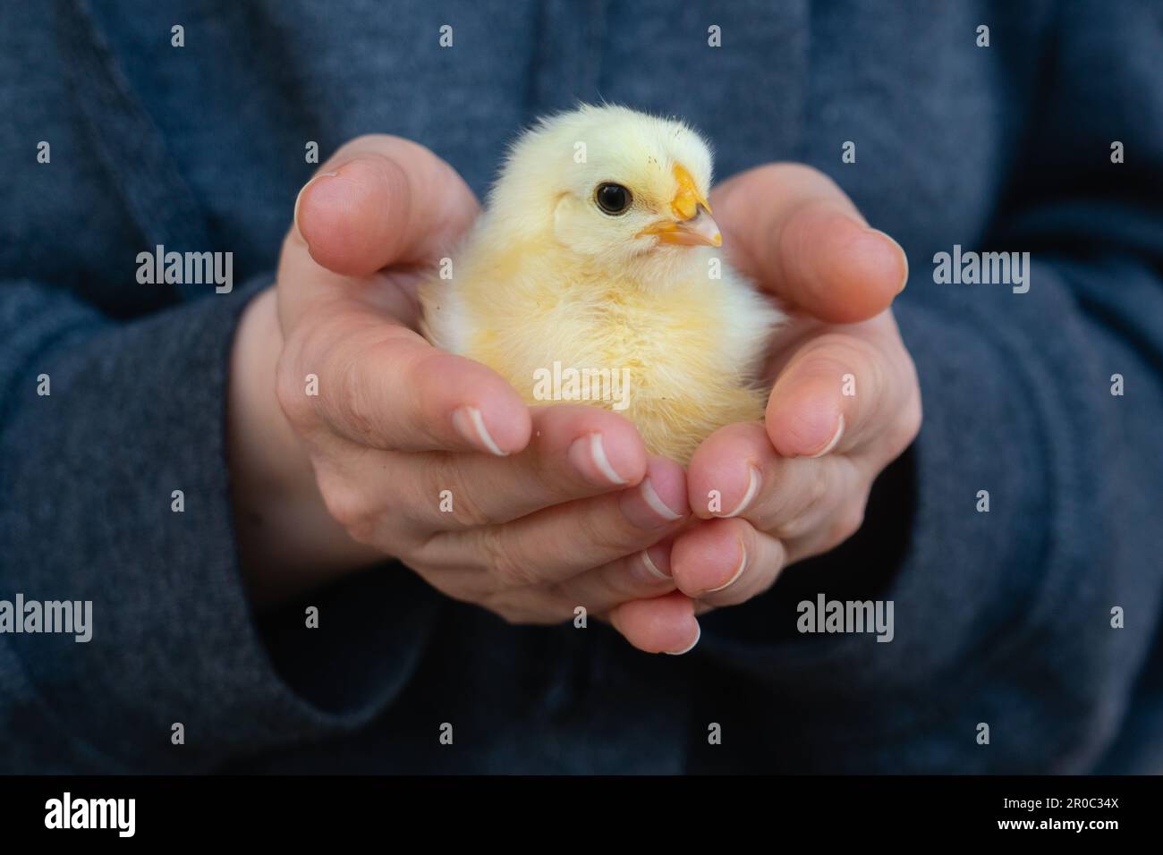 Yellow chicken in farmer's hand. Poultry farm. High quality photo Stock ...