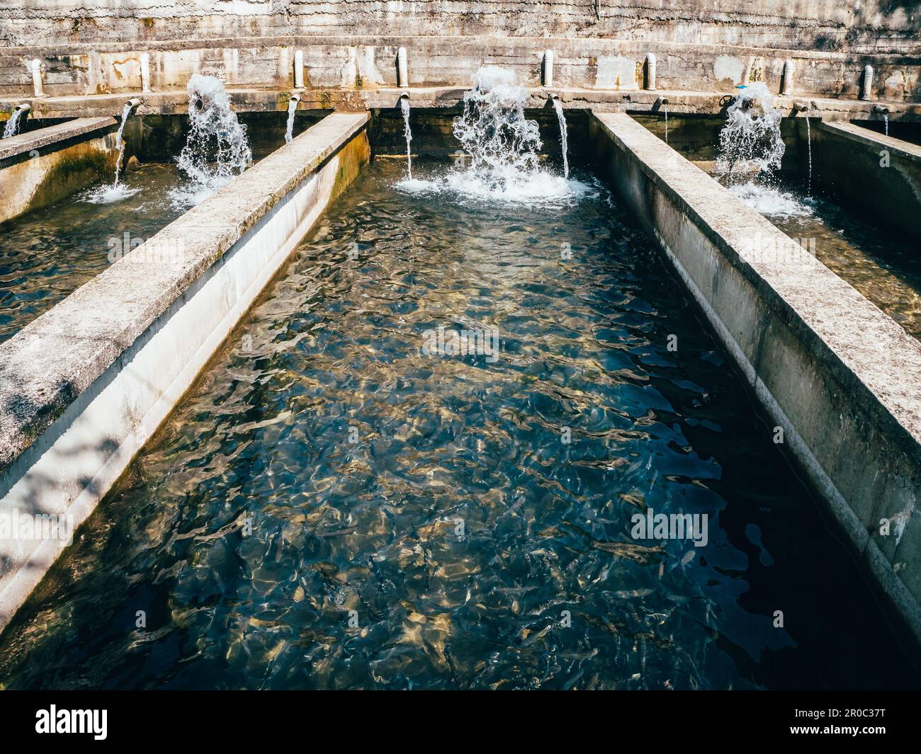 Fish farm pool. Trout breeding, sea food Stock Photo - Alamy